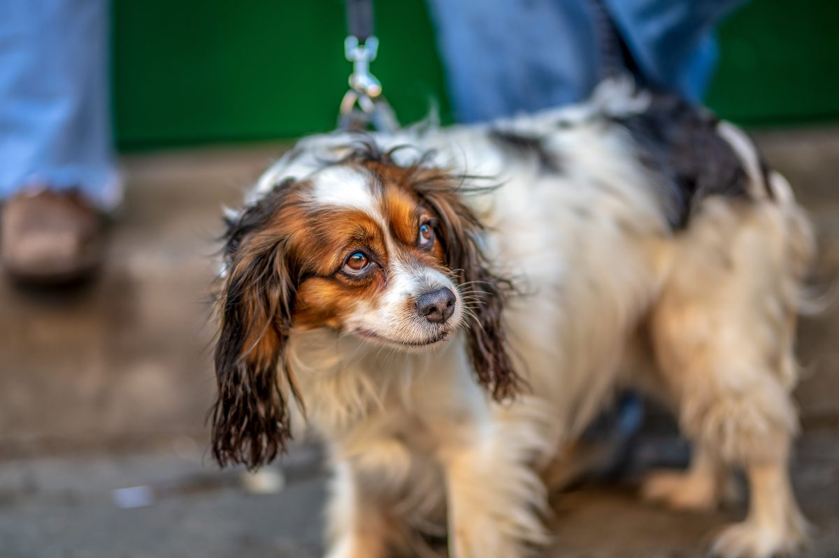 Krewe of Barkus | Mardi Gras New Orleans