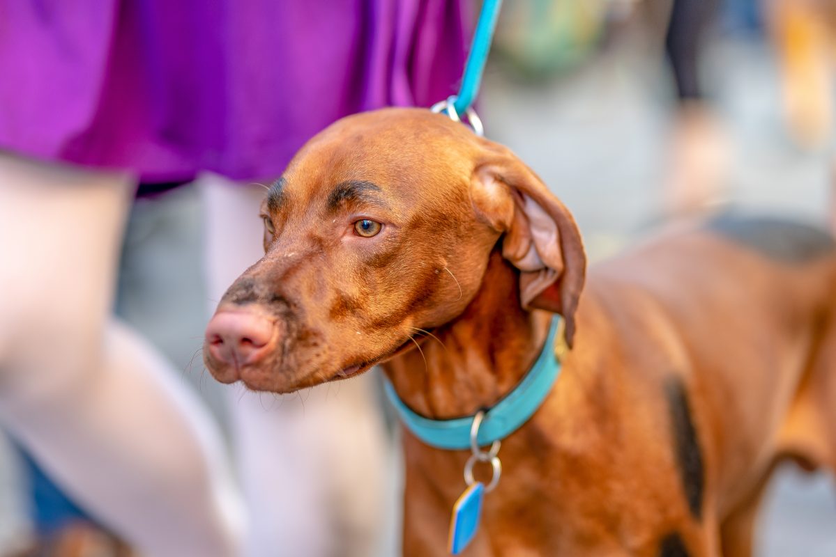Krewe of Barkus | Mardi Gras New Orleans